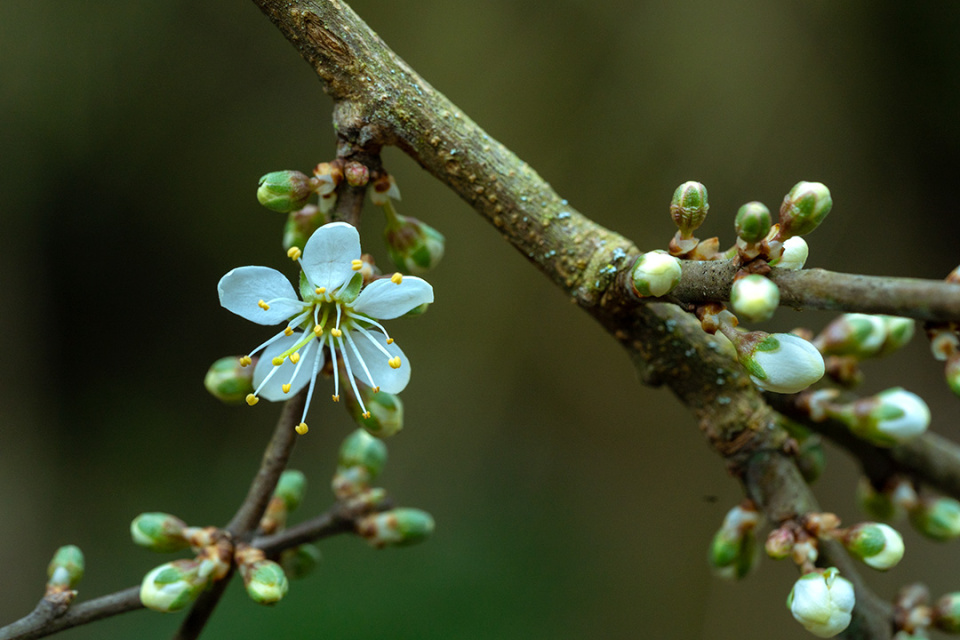 Spring brings hope | walkingMarj | Blipfoto