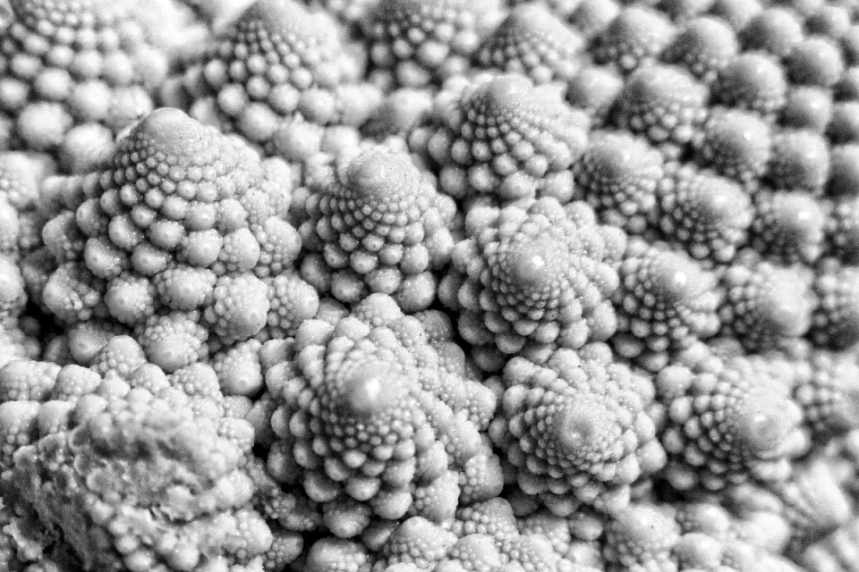 Fibonacci Food | HRGibbon | Blipfoto