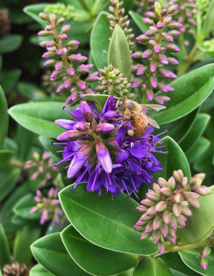 Hebee? | Daring2Go | Blipfoto