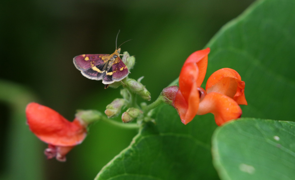 Mint moth | NatureWatcher | Blipfoto