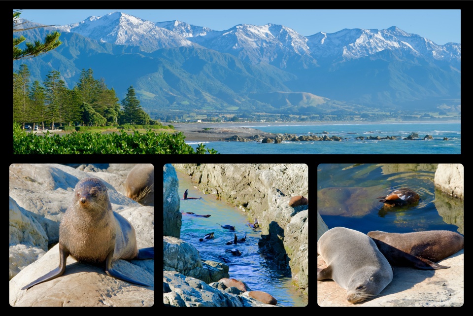 Ohau seal colony | AndrewNZ | Blipfoto