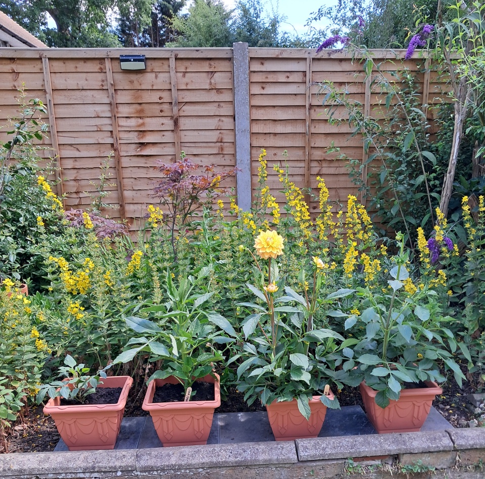 Dahlias. | Midlander | Blipfoto