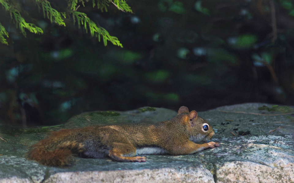 Rodney Red Squirrel Splooting | justbe | Blipfoto