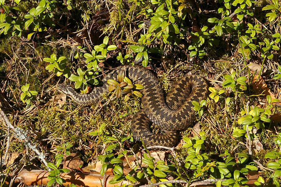 Vipera Berus | joesblips | Blipfoto