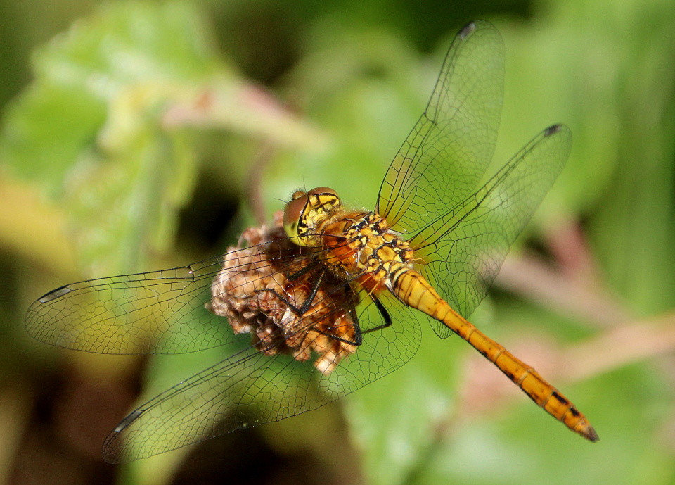 Darting around | LincolnWarrior | Blipfoto