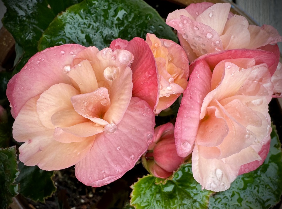 More Murkiness | KatesGardenPDX | Blipfoto