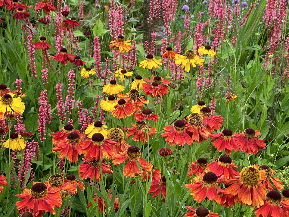 The Heleniums were putting... | marpaul | Blipfoto