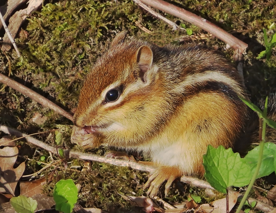 Chipmunk + Turtles | VandeGraaff | Blipfoto