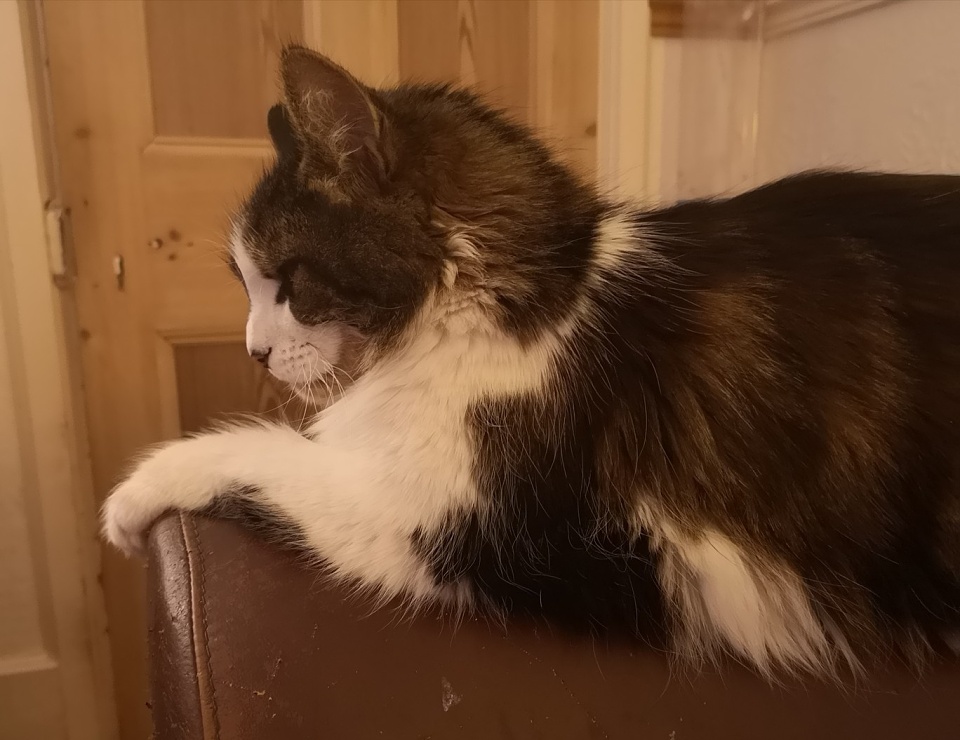 Scowling | thecatsmother | Blipfoto