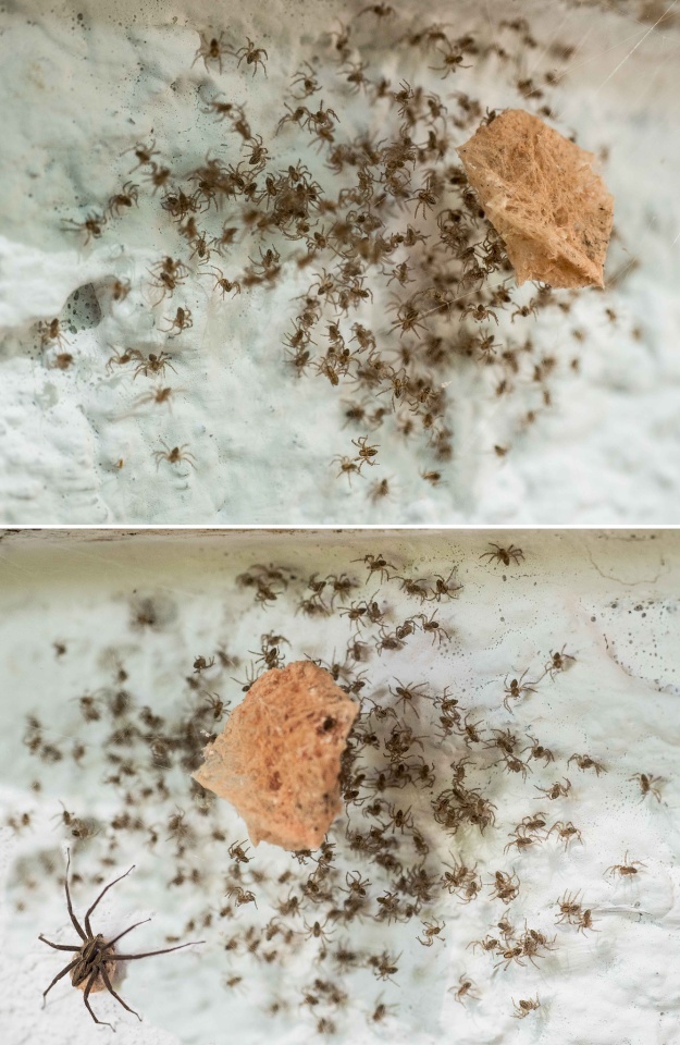 Spider alert! | suejay50 | Blipfoto