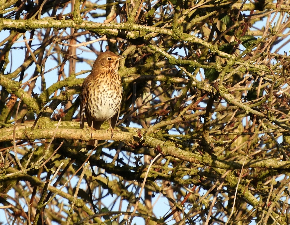 Well camouflaged! | Tigger101 | Blipfoto