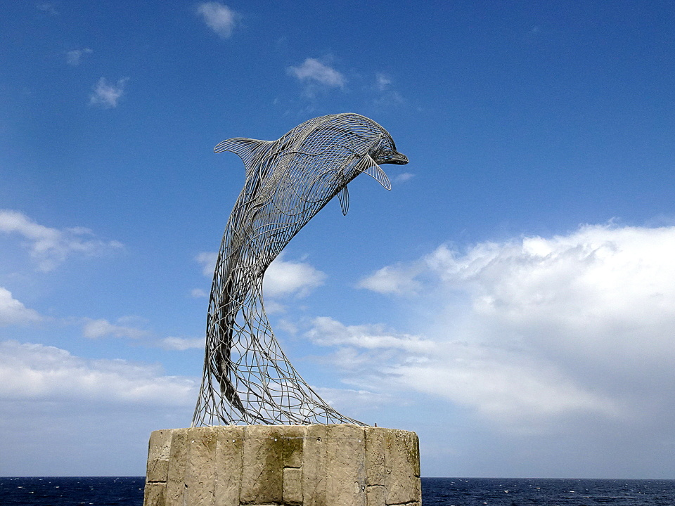 Portsoy leaping dolphin | noni423 | Blipfoto