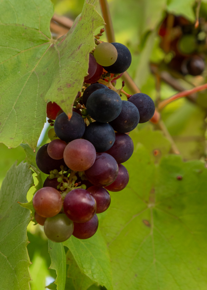 Our grapes are looking good! | Judith | Blipfoto