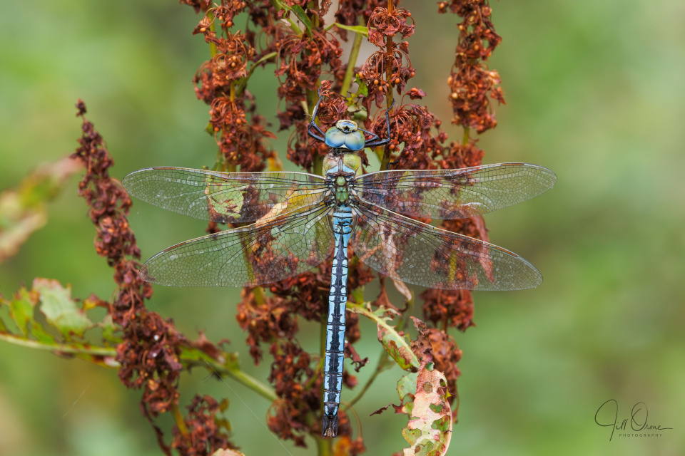 His Maj | JDO | Blipfoto