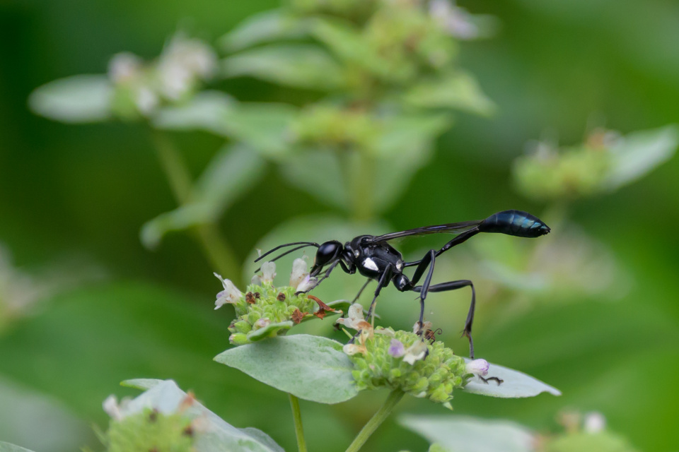 Thread-waisted Wasp | dbifulco | Blipfoto