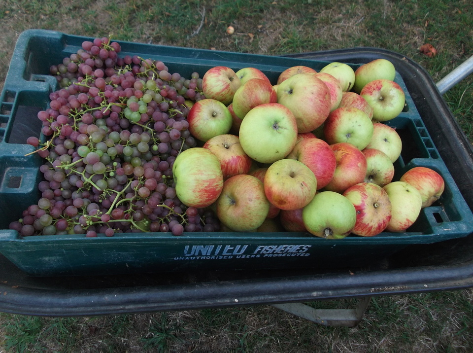 Tomorrow's Juice | Bunty | Blipfoto