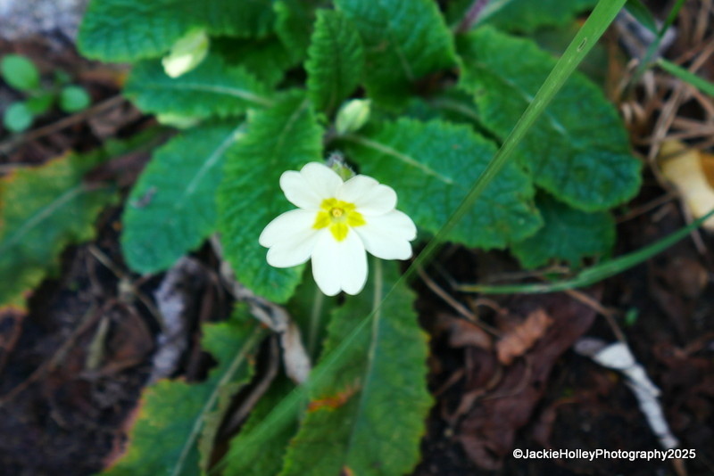 The First Primrose | ThingsBeautiful | Blipfoto