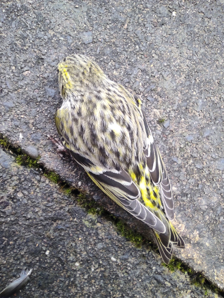 Female Siskin. | Midlander | Blipfoto