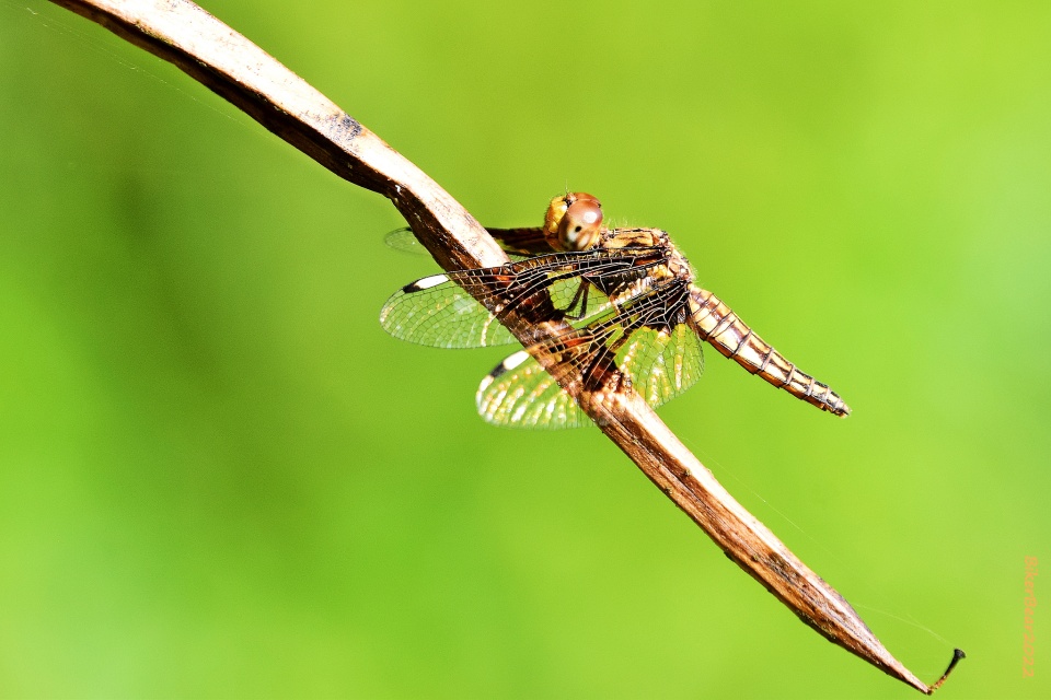 Where's .............. | BikerBear | Blipfoto