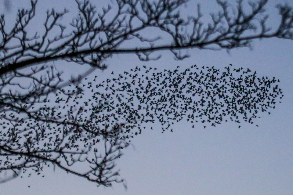 Mesmerising Murmuration | MsQuizzical | Blipfoto