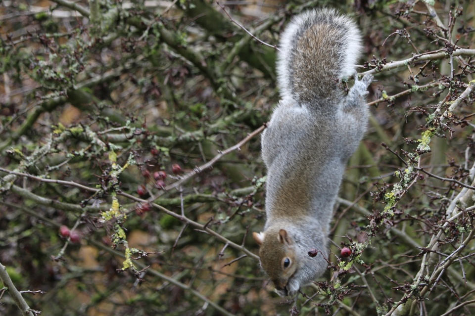 Acrobatic Squirrel | Jaybay | Blipfoto