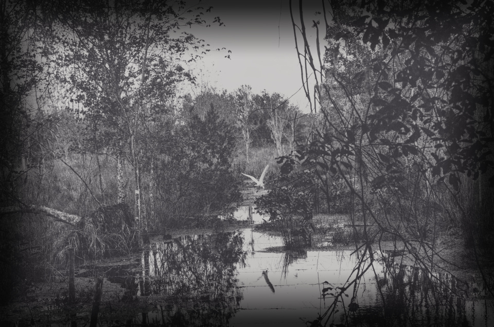 Had The Perfect Shot | bugsman | Blipfoto