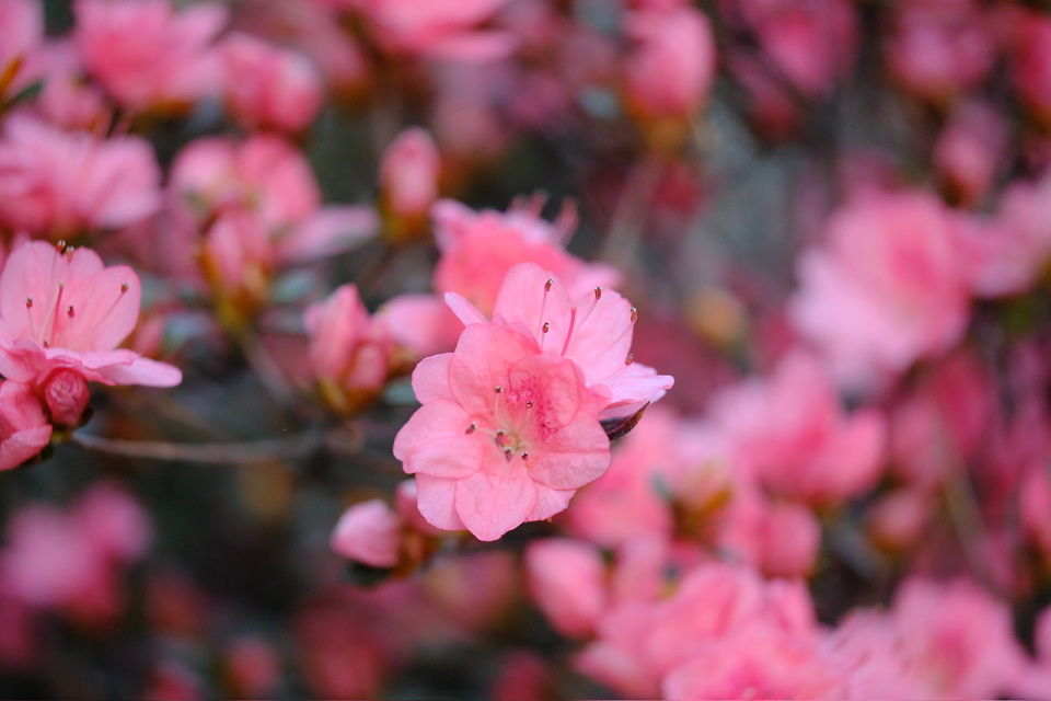 My front azalea | Energia | Blipfoto