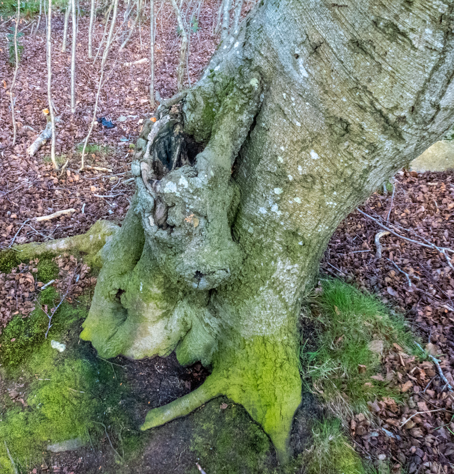 Lump on a tree | DarkEyedMary | Blipfoto