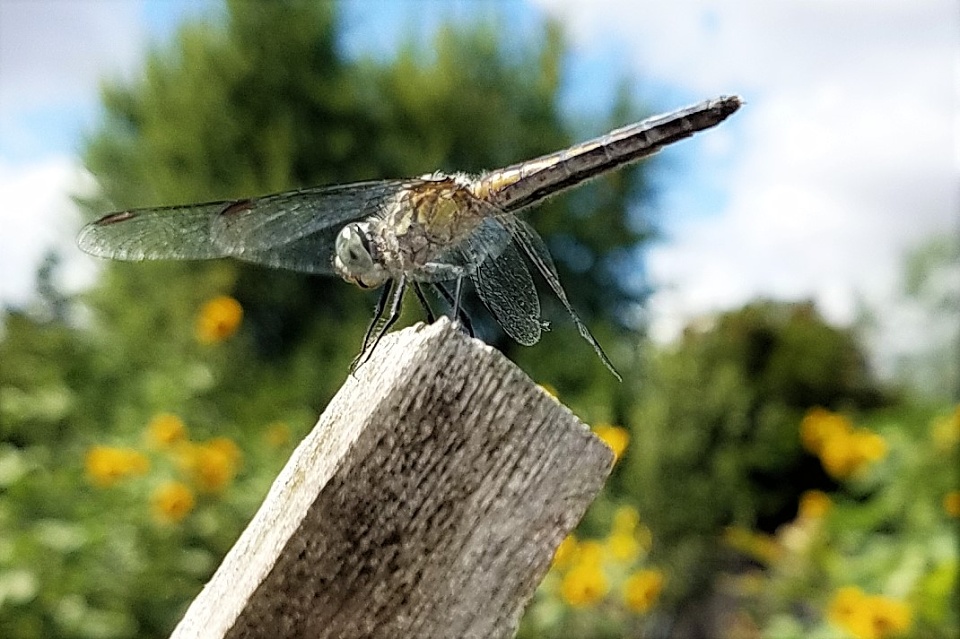 Dragon Fly Sunflowers | RonaldBerry | Blipfoto