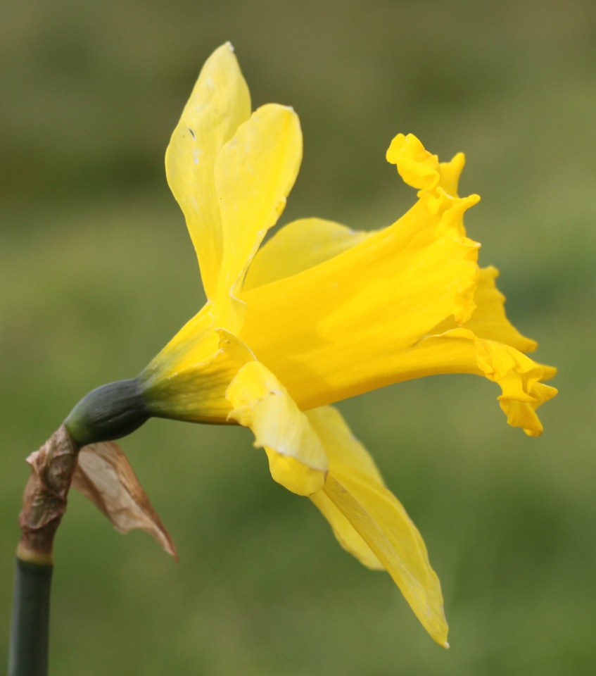 Yellow daffodil | PetronellaC | Blipfoto
