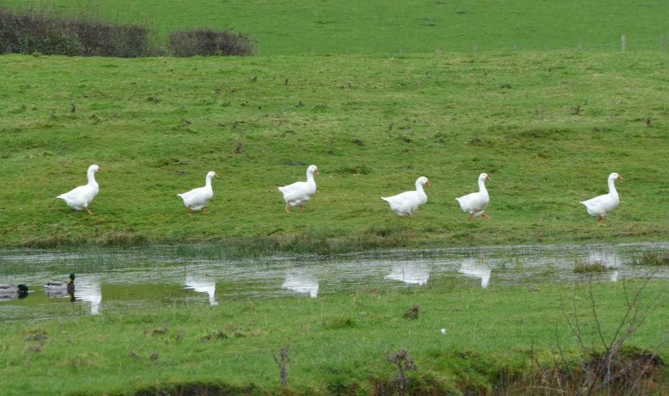 Goose stepping out | NatureWatcher | Blipfoto