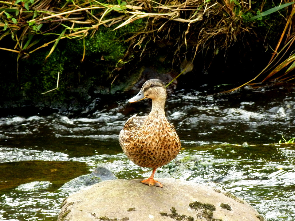 Crouching Tiger Hidden Duck! | theBroon | Blipfoto
