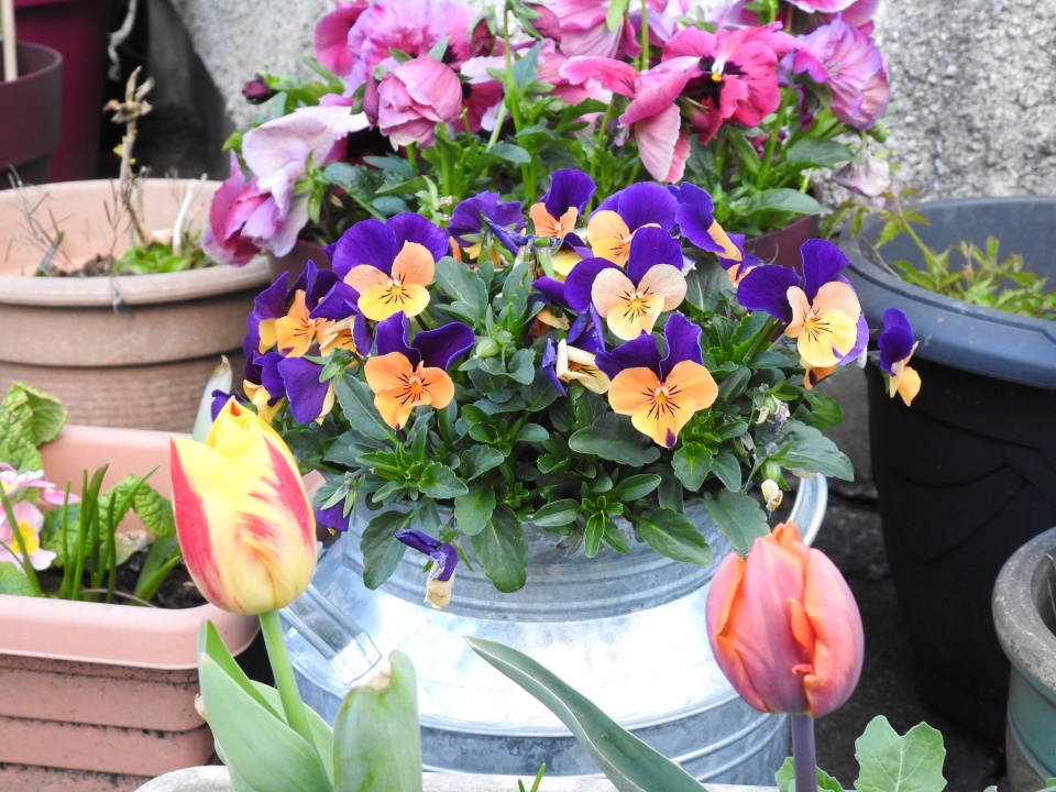 Pansy Pots | DerwentLass | Blipfoto