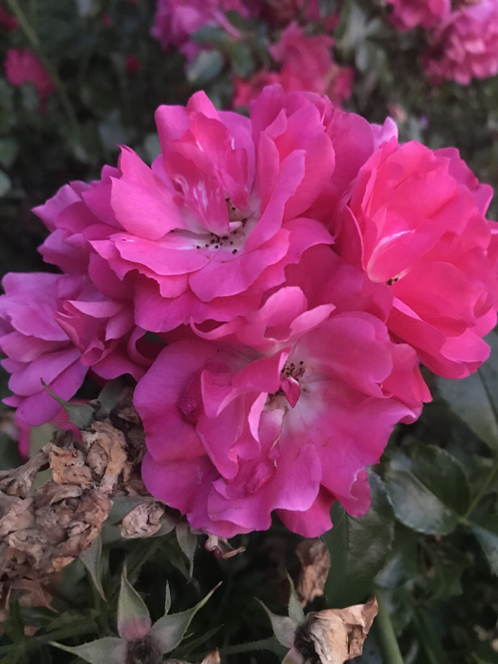 Last Bloom | dvdlodi | Blipfoto