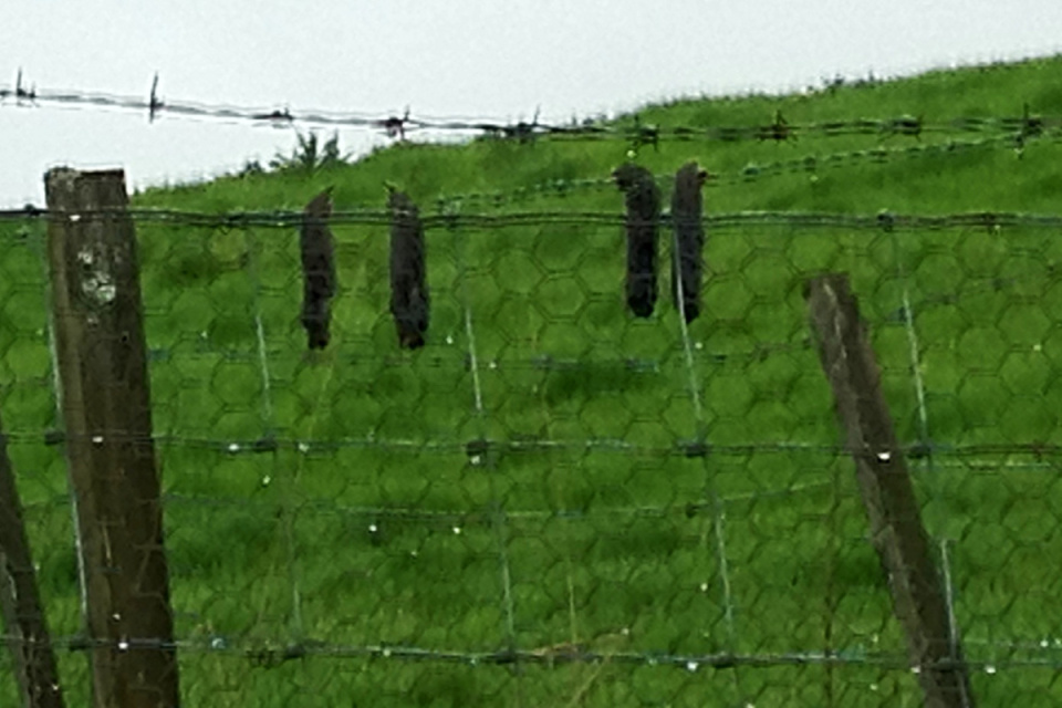 Hanging Rats | AlanCurran | Blipfoto