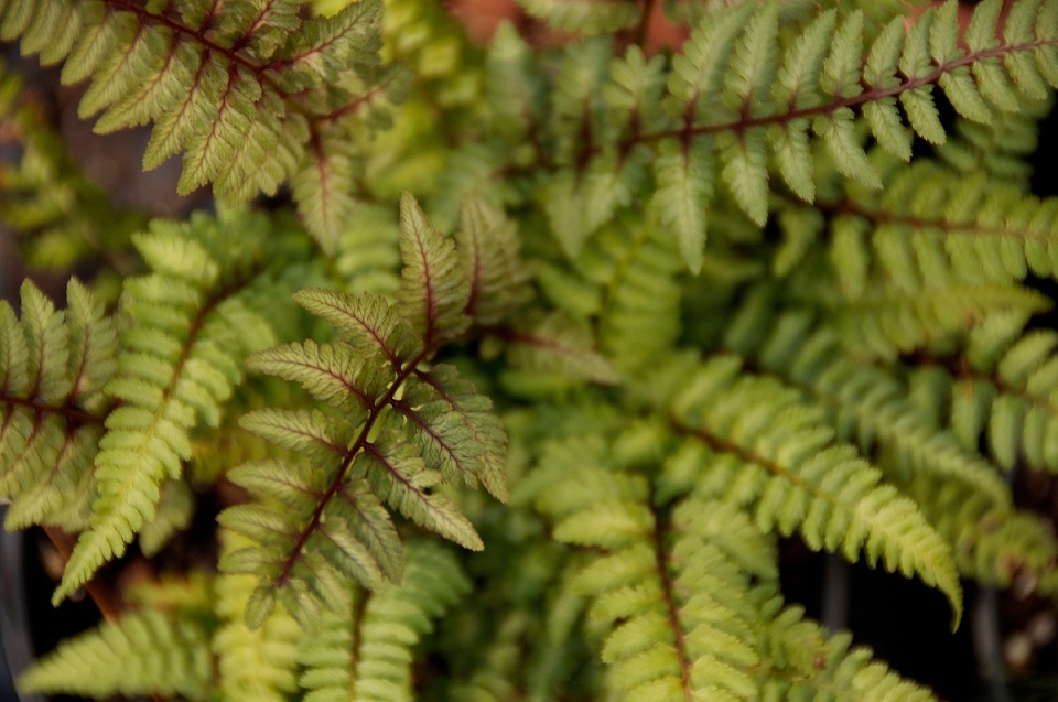 Fern with Red Accents | SherryK | Blipfoto