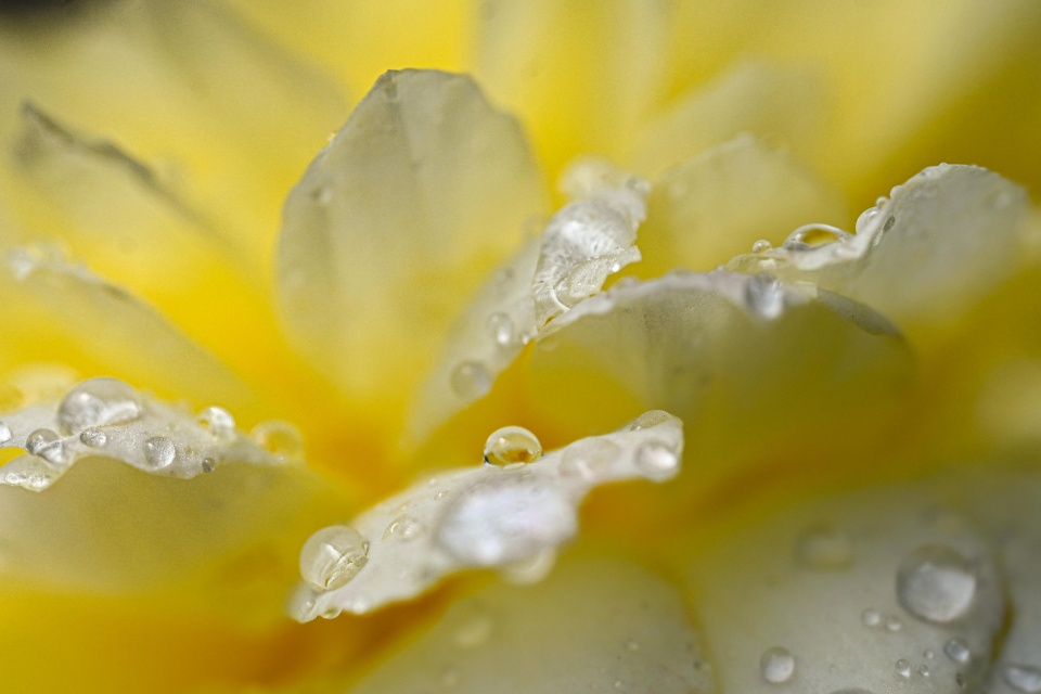 Refreshing rain | Stiffknees | Blipfoto