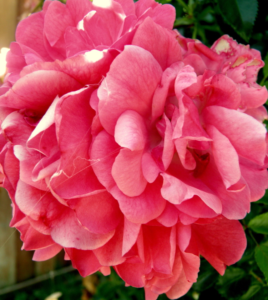 weekend Roses | Simplyamoment | Blipfoto