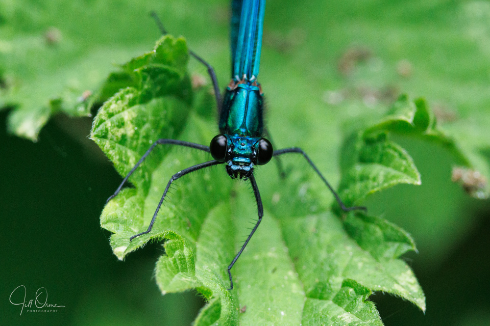 Close up | JDO | Blipfoto