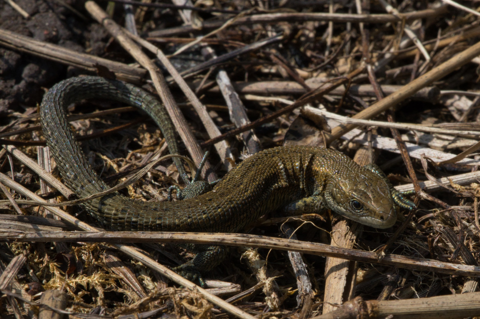 Juvenile Common Lizard | Incredibish | Blipfoto