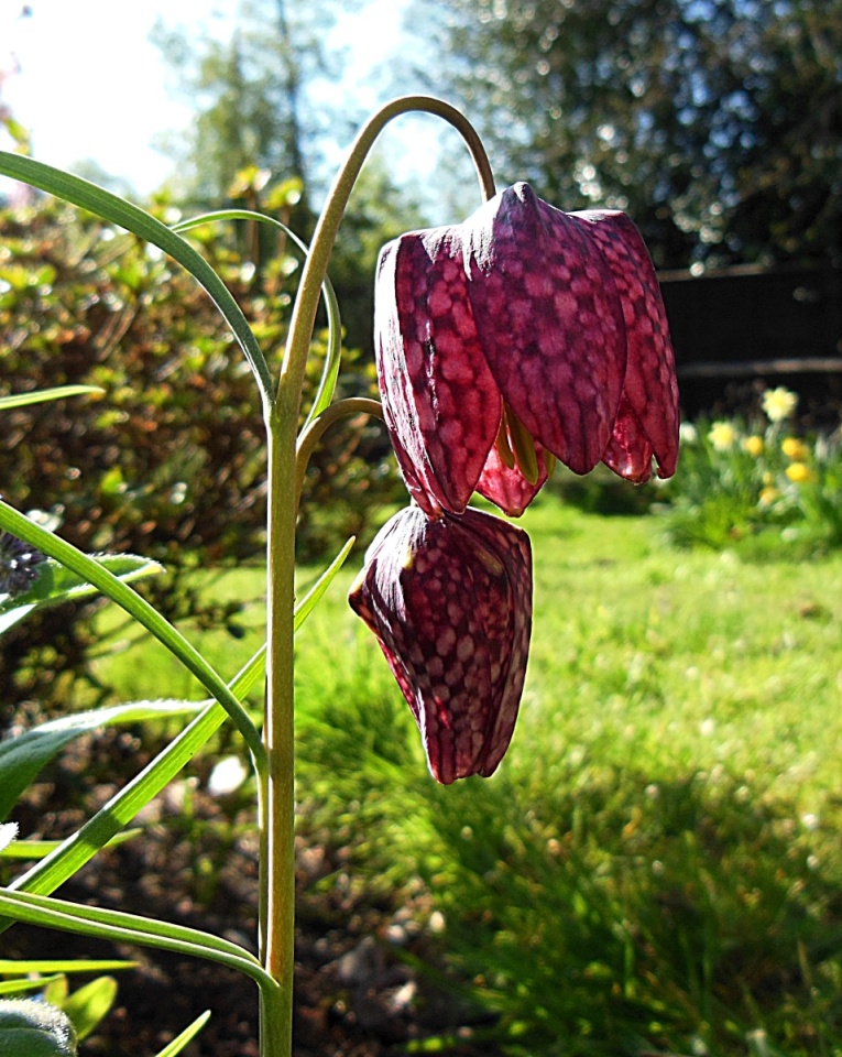 Just the one, Mrs Wembley..... | SueScape | Blipfoto