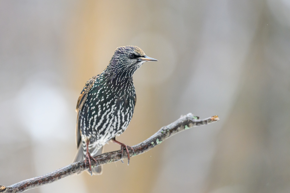 Spooky | dbifulco | Blipfoto