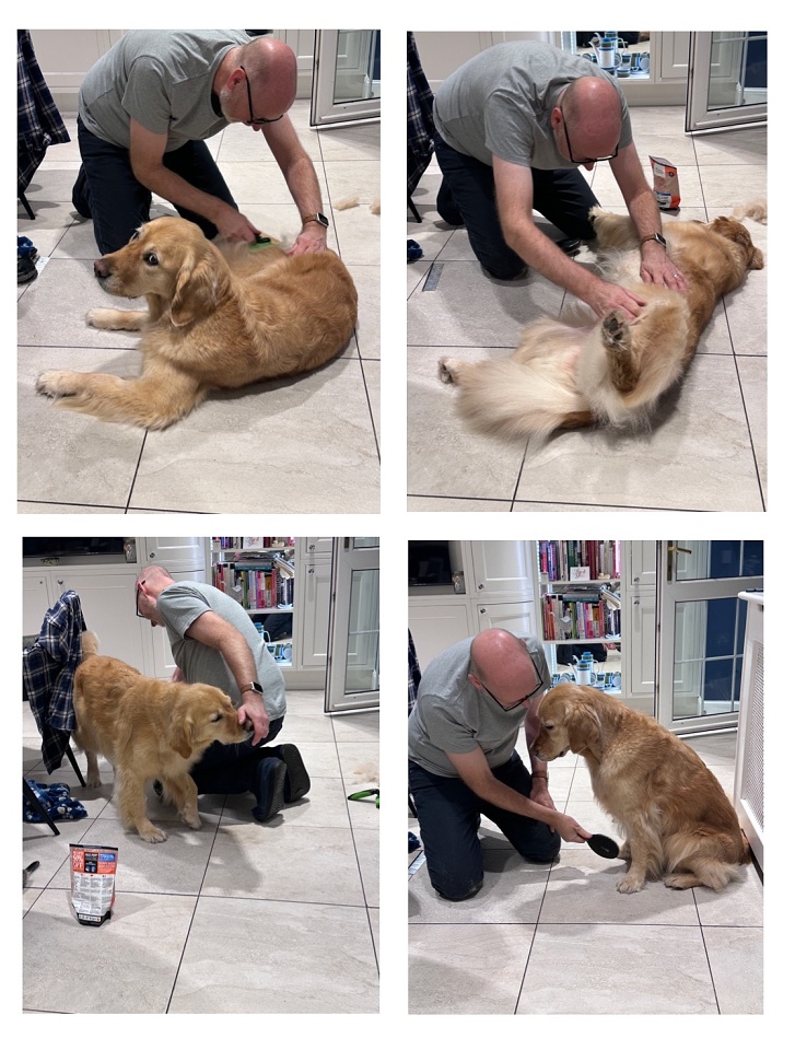 Being groomed... | Damnonii | Blipfoto