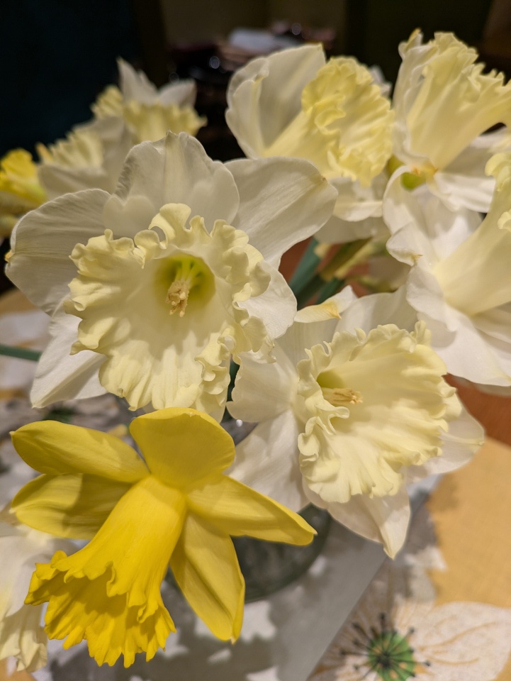 Daffies | archibr1 | Blipfoto