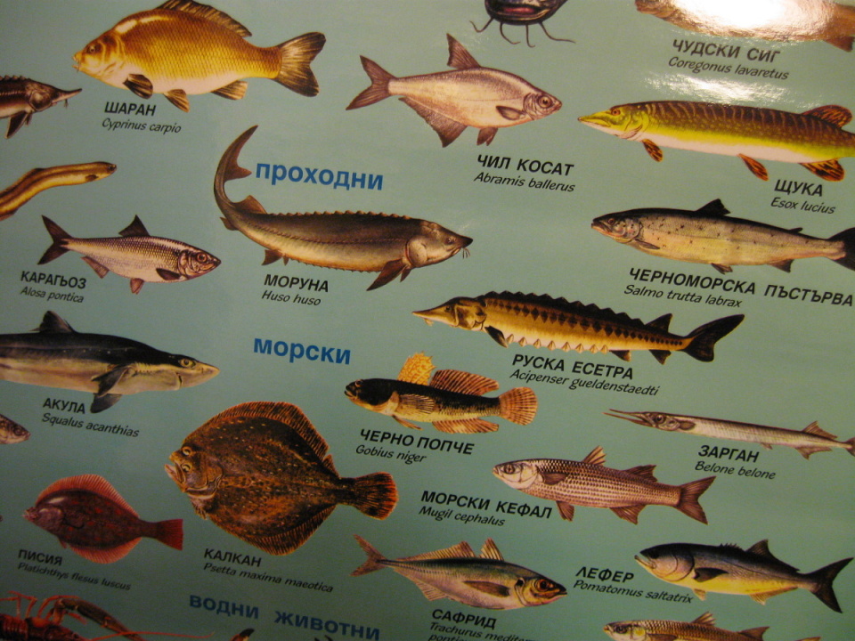 Bulgarian Fish | ViolaMaths | Blipfoto