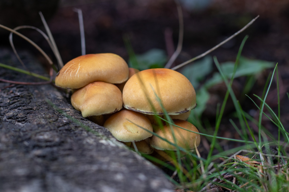 Mushrooms | nigelsmart | Blipfoto