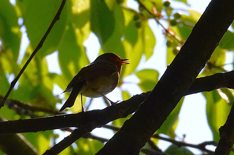 Singing in the cherry tree. | TimM | Blipfoto