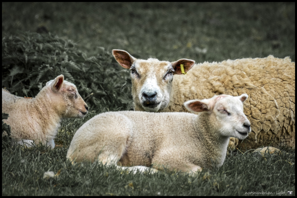 Siesta time ... | RobinDown | Blipfoto