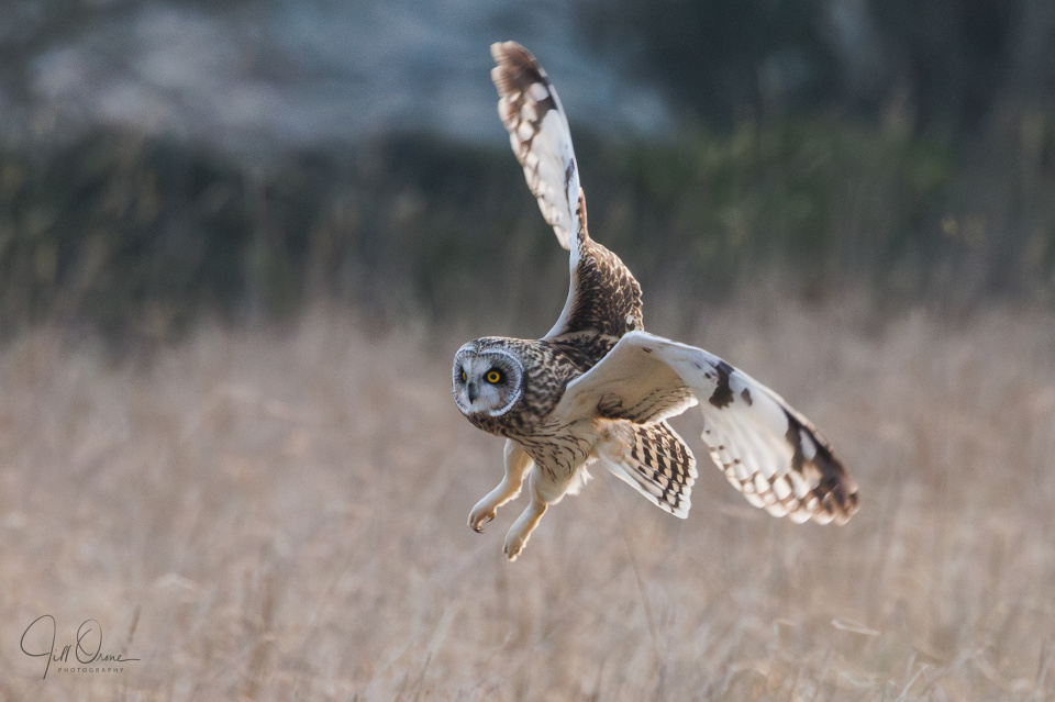 Up and away | JDO | Blipfoto