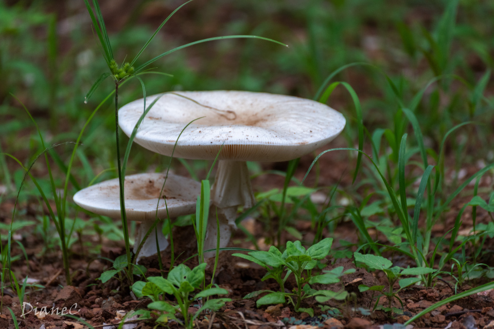 Rain and mushrooms.... | dcafrica | Blipfoto